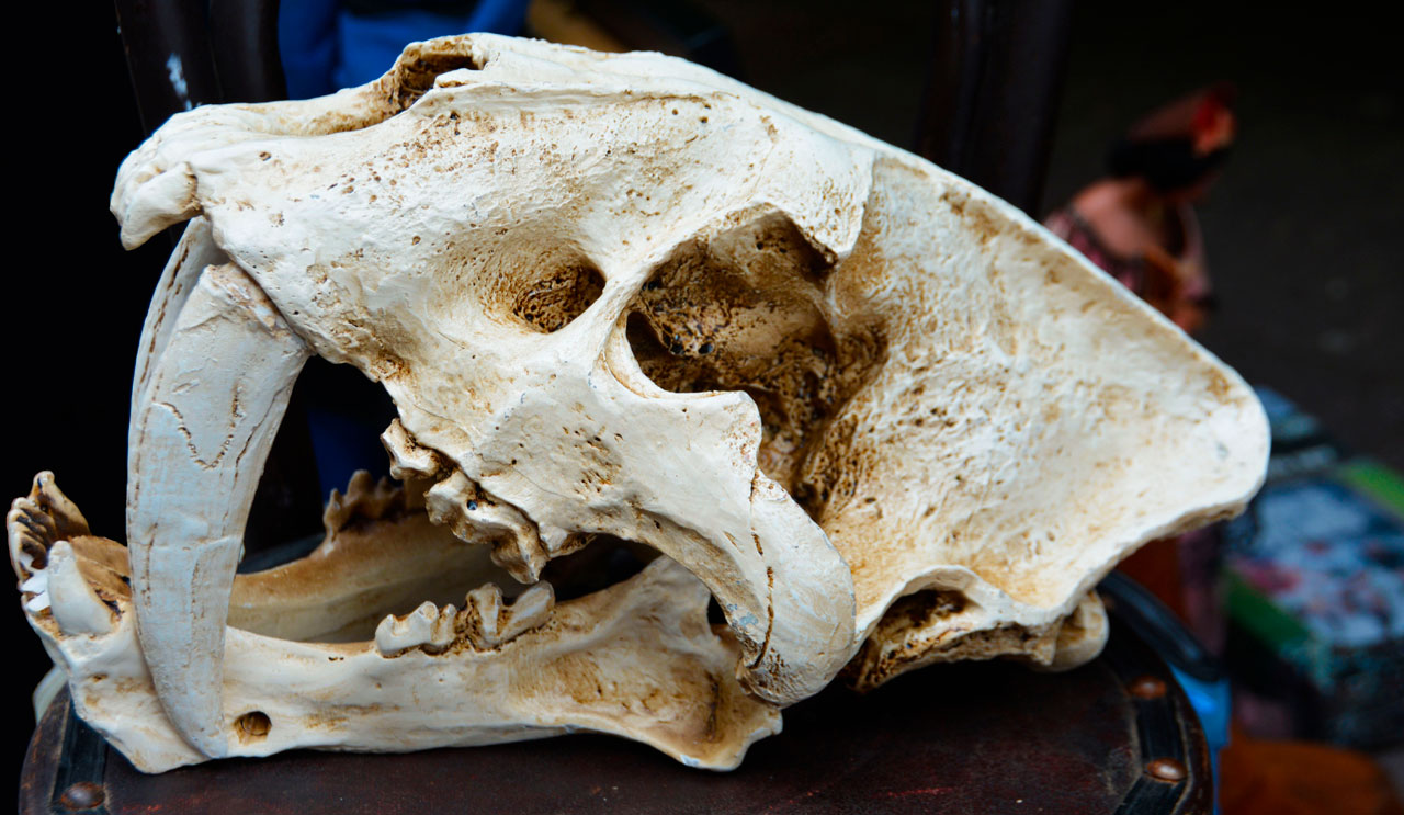 Sabeltandtijger, de legendarische jager van het Pleistoceen